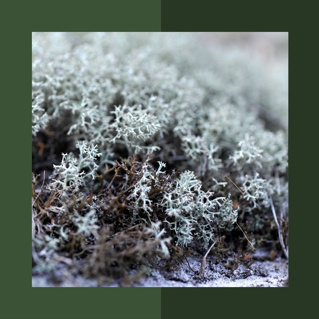 Jr. Naturalist Program – Homeschool Social Magazine